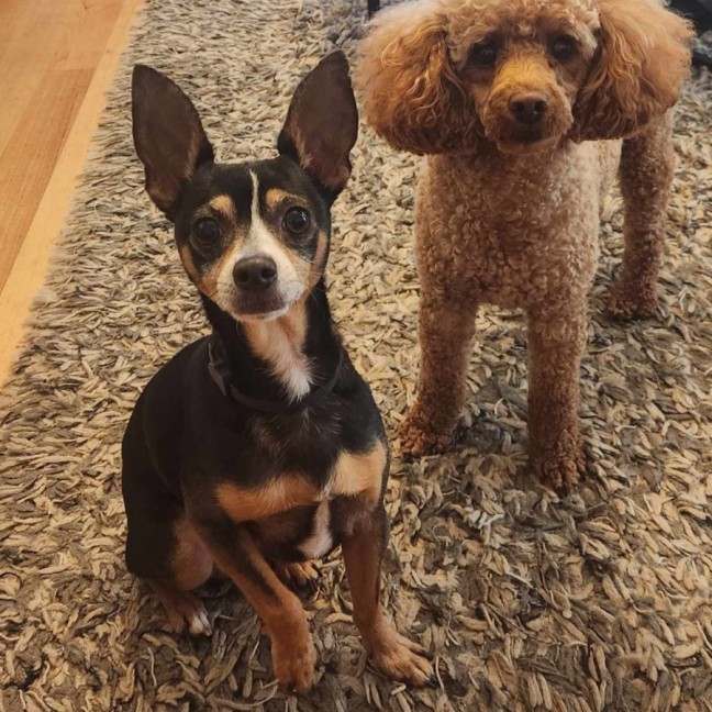 Jase - Small Male Chihuahua x Jack Russell Terrier Mix Dog in VIC ...