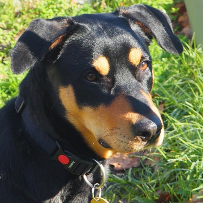 Charlemagne - Medium Male Australian Kelpie x Labrador Retriever Mix ...
