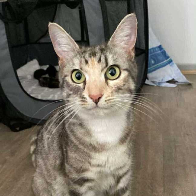 Heidi - Female Domestic Short Hair (DSH) Cat in NSW - PetRescue