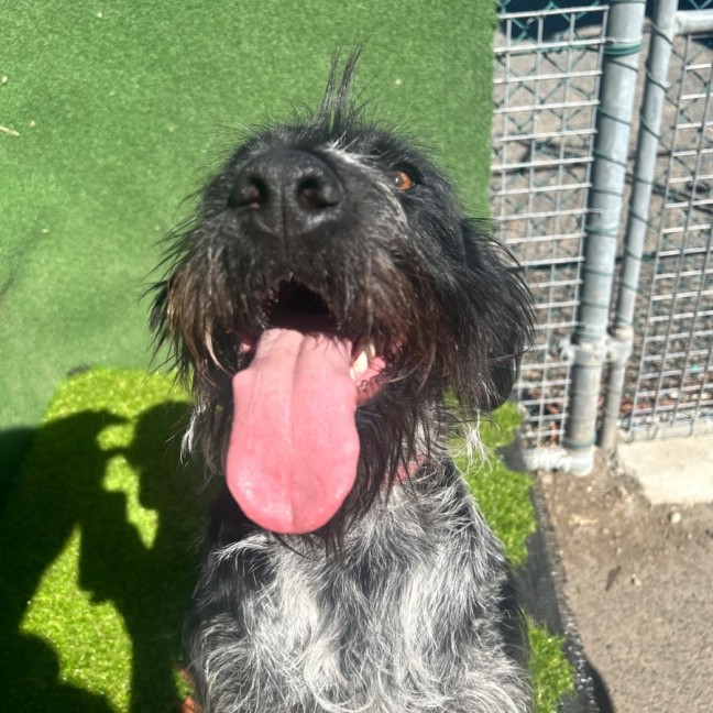 Kate - Medium Female German Shorthaired Pointer x German Wirehaired ...