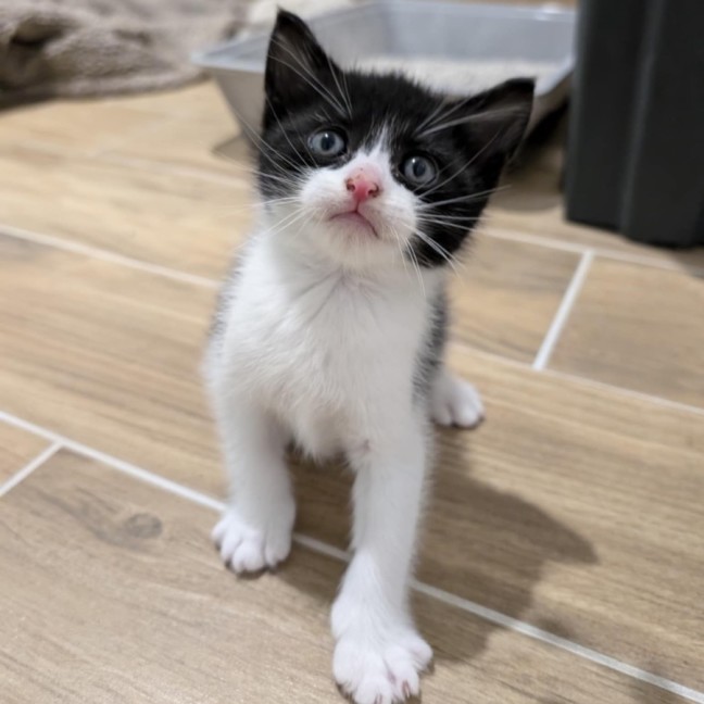 Sylvester - Male Domestic Short Hair (DSH) Cat in VIC - PetRescue