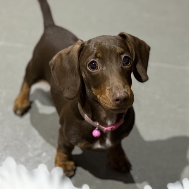 Temu - Small Female Dachshund (Miniature) Dog in QLD - PetRescue