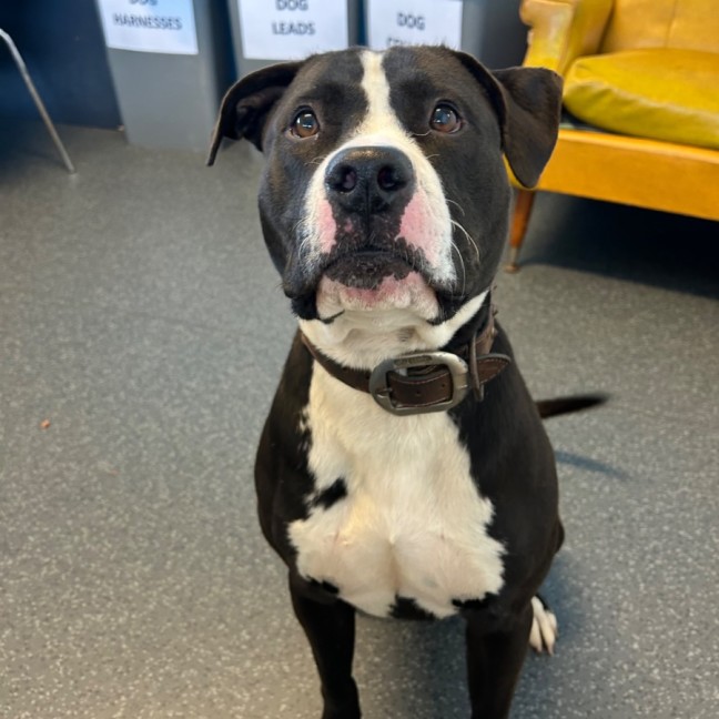 Cash - Large Male American Staffordshire Terrier Mix Dog in VIC - PetRescue