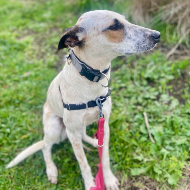 Batty - Medium Male Mixed Breed Dog in VIC - PetRescue