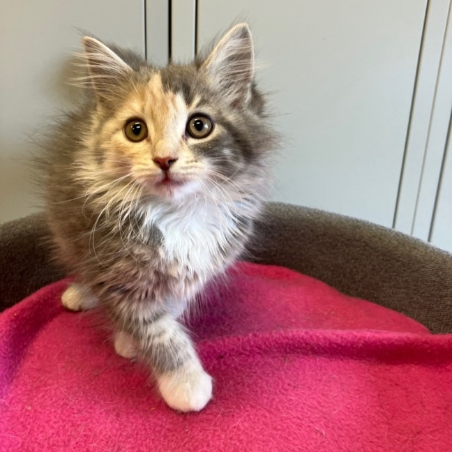 Dahlia - Female Domestic Long Hair (DLH) Cat in NSW - PetRescue