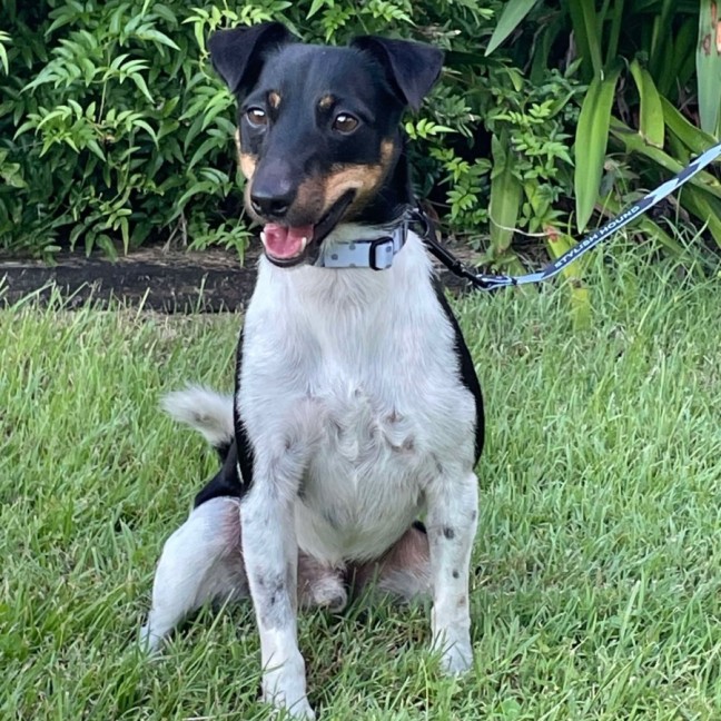 Rocky - Small Male Fox Terrier (Miniature) Mix Dog in QLD - PetRescue
