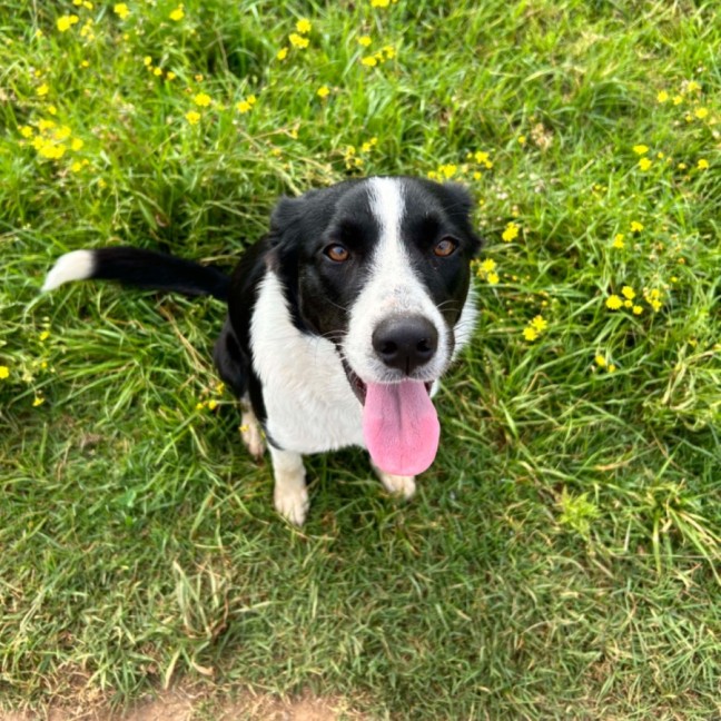 Bindi - Medium Female Border Collie Dog in NSW - PetRescue