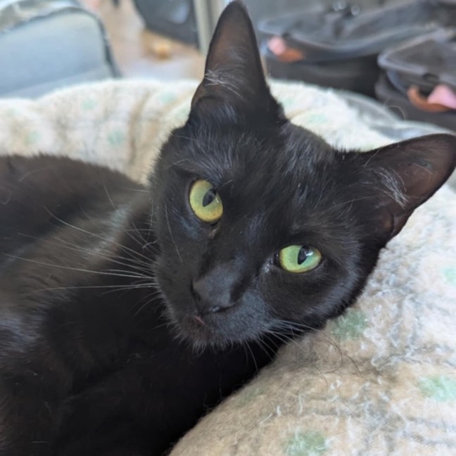 Elphaba - Female Domestic Short Hair (DSH) Cat in VIC - PetRescue