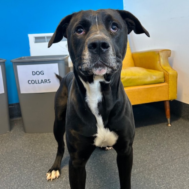 Buddy - Medium Male American Staffordshire Terrier Mix Dog in VIC ...