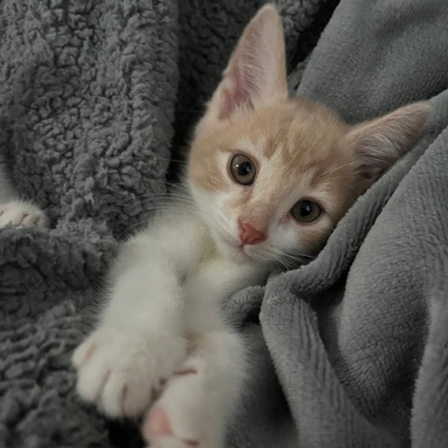 Lychee - Male Domestic Short Hair (DSH) Cat in NSW - PetRescue