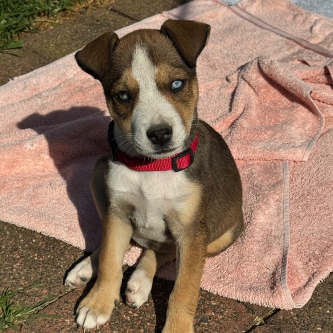 Pickle - Medium Female Siberian Husky x Australian Kelpie x Staffordshire Bull Terrier Mix Dog ...