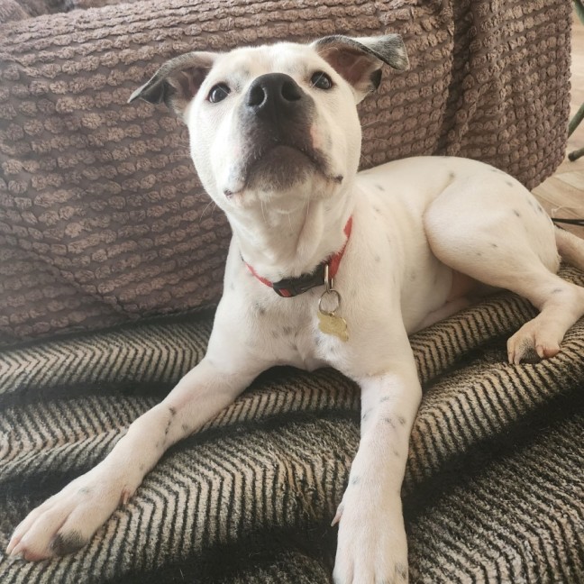 Whippersnapper - Medium Male Staffordshire Bull Terrier Mix Dog in VIC ...