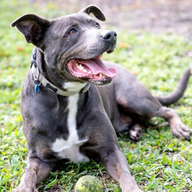 Liam - Medium Male American Staffordshire Terrier Dog in QLD - PetRescue