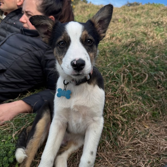 Percy - Medium Male Border Collie x Siberian Husky Mix Dog in NSW - PetRescue