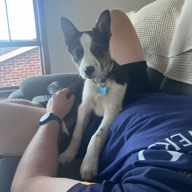 Percy - Medium Male Border Collie x Siberian Husky Mix Dog in NSW - PetRescue