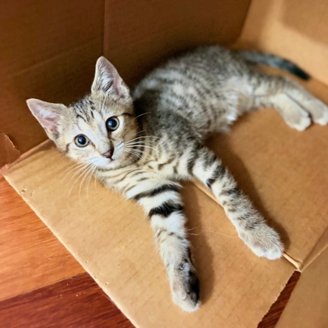 Shiny - Male Domestic Short Hair (DSH) Cat in NSW - PetRescue