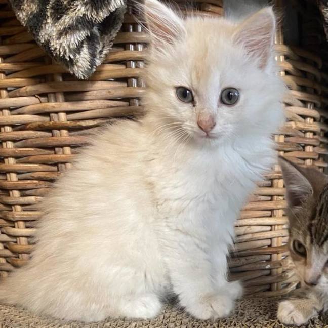 Wimberley - Male Domestic Long Hair (DLH) Cat in VIC - PetRescue