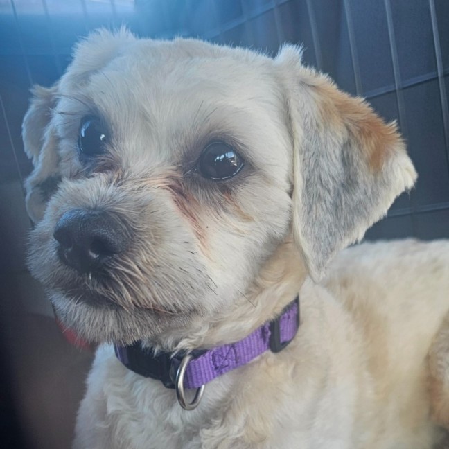 Brodee - Small Male Maltese x Shih Tzu Dog in QLD - PetRescue