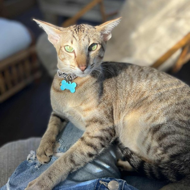 Reggie - Male Oriental Shorthair Cat in NSW - PetRescue