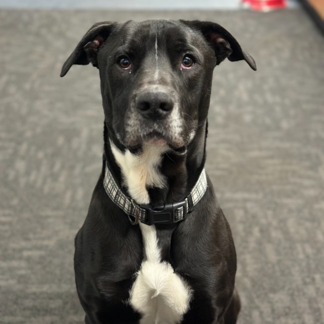 Buddy - Medium Male American Staffordshire Terrier Mix Dog in VIC ...