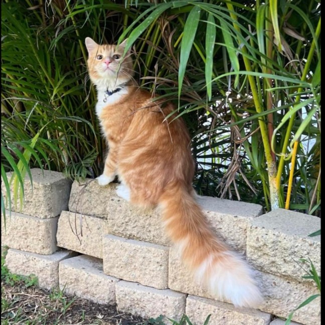 Oscar - Male Domestic Medium Hair (DMH) Cat in QLD - PetRescue