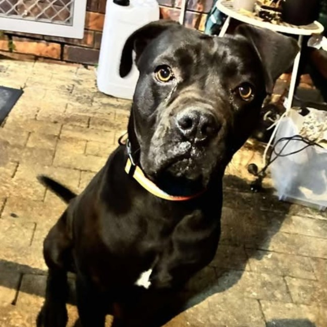 Goober - Medium Male American Staffordshire Terrier Mix Dog in QLD ...