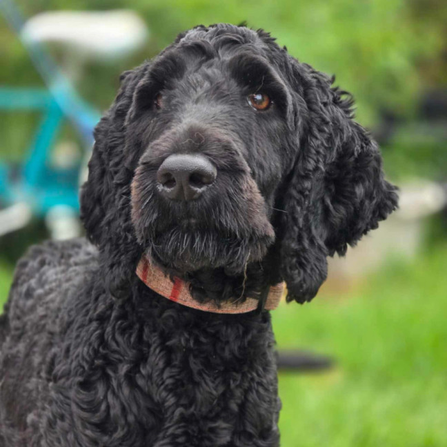Marvin - Large Male Springer Spaniel x Poodle (Standard) Mix Dog in VIC ...