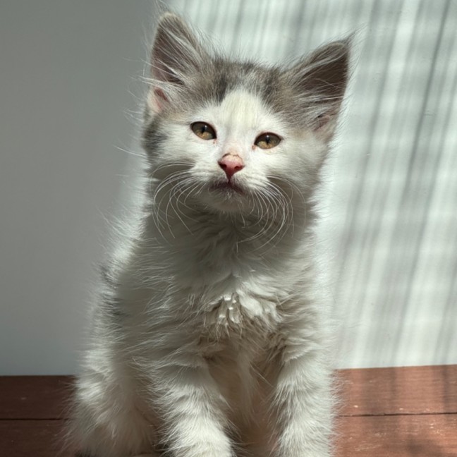 Clover - Female Domestic Medium Hair (DMH) Cat in VIC - PetRescue