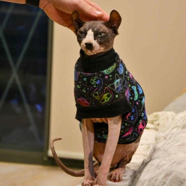 Winrey - Female Sphynx Cat in VIC - PetRescue