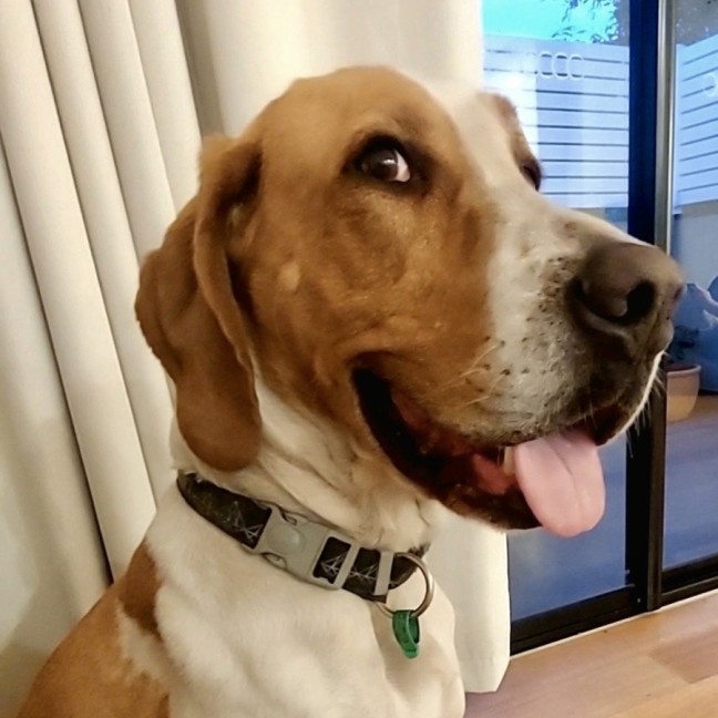 Ajax - Large Male Foxhound Dog in VIC - PetRescue