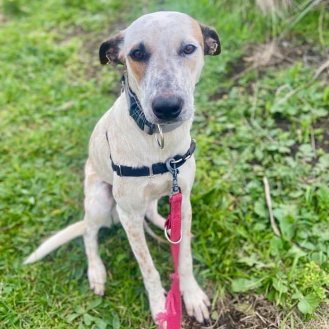 Batty - Medium Male Mixed Breed Dog in VIC - PetRescue