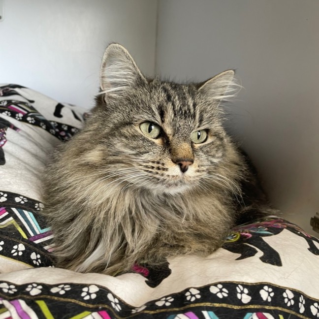 Princess - Female Ragdoll x Domestic Long Hair (DLH) Cat in NSW - PetRescue