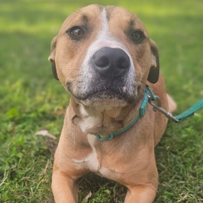 Duke - Medium Male Mixed breed x Staffordshire Bull Terrier Dog in QLD ...