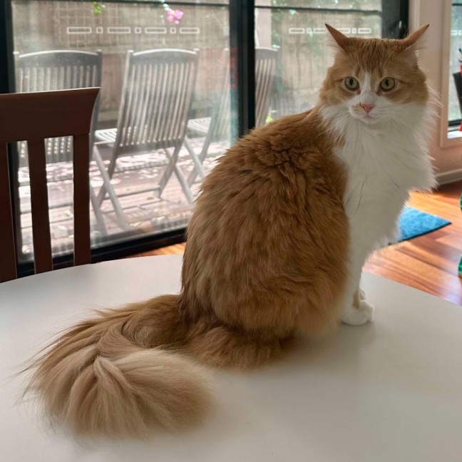 Clove - Female Domestic Long Hair (DLH) Cat in VIC - PetRescue