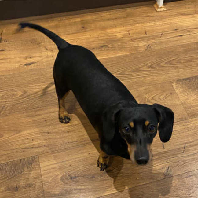 Arnold - Small Male Dachshund (Miniature Smooth Haired) Dog in VIC ...