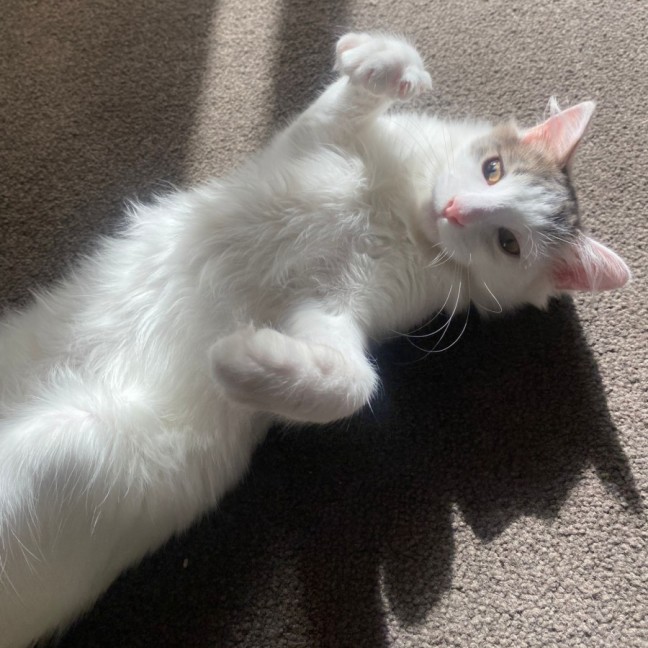 Winston - Male Domestic Short Hair (DSH) Cat in VIC - PetRescue