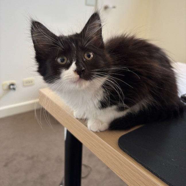 Magenta ^^Dandy Cat Rescue^^ - Female Domestic Medium Hair (DMH) Cat in ...