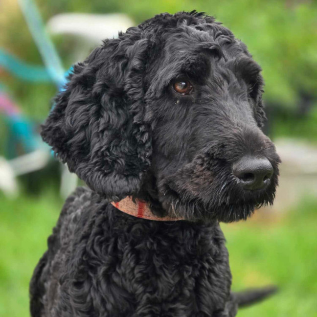 Marvin - Large Male Springer Spaniel x Poodle (Standard) Mix Dog in VIC ...