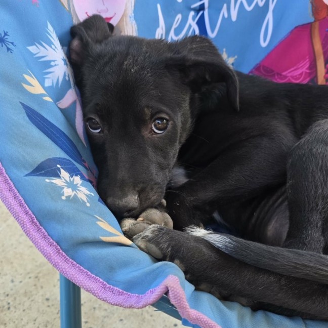 Slash - Medium Male Australian Kelpie Mix Dog in NSW - PetRescue