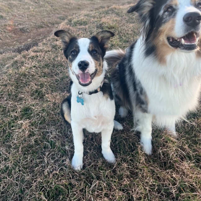 Percy - Medium Male Border Collie x Siberian Husky Mix Dog in NSW - PetRescue
