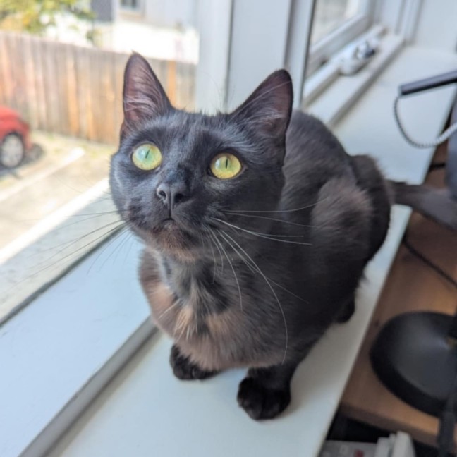 Elphaba - Female Domestic Short Hair (DSH) Cat in VIC - PetRescue