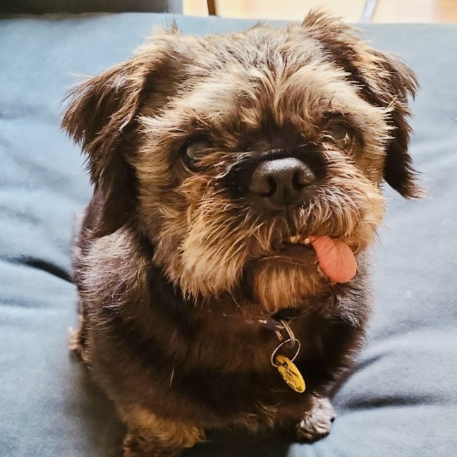 Banksi - Small Male Pug x Shih Tzu Mix Dog in VIC - PetRescue