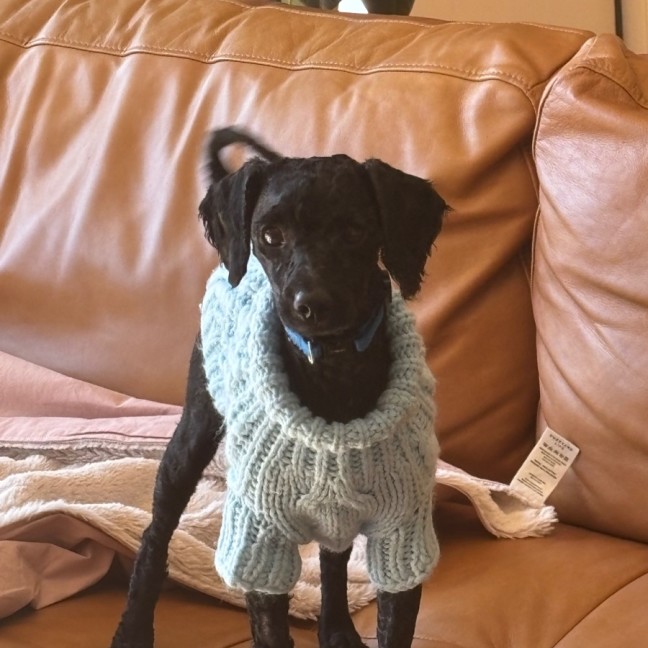 Smoochy - Small Male Poodle Mix Dog in VIC - PetRescue