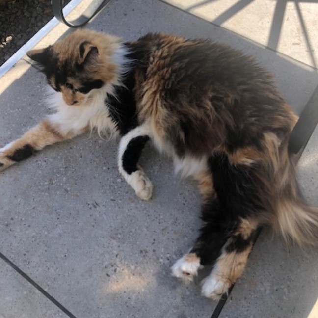 Blossom (Assisted rehome) - Female Domestic Long Hair (DLH) Cat in VIC ...