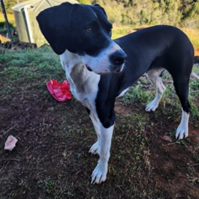 Ruby - Medium Female German Shorthaired Pointer Mix Dog in QLD - PetRescue