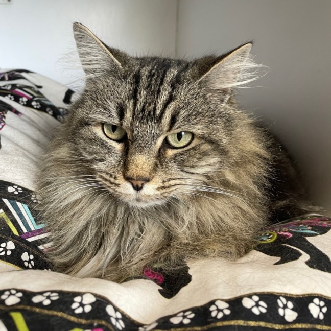 Princess - Female Ragdoll x Domestic Long Hair (DLH) Cat in NSW - PetRescue