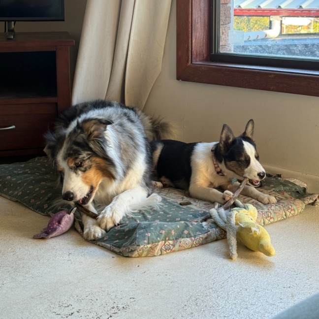 Percy - Medium Male Border Collie x Siberian Husky Mix Dog in NSW - PetRescue