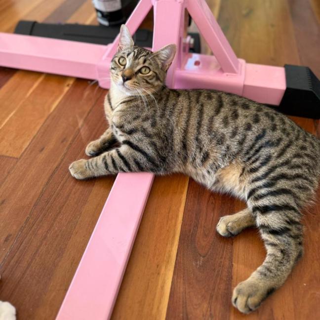 Clancy - Male Domestic Short Hair (DSH) Cat in VIC - PetRescue