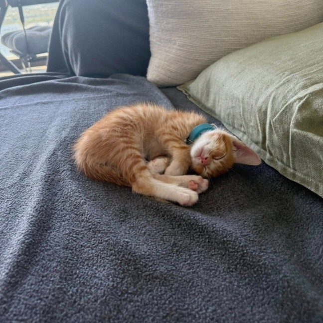 Macca - Male Domestic Short Hair (DSH) Cat in NSW - PetRescue