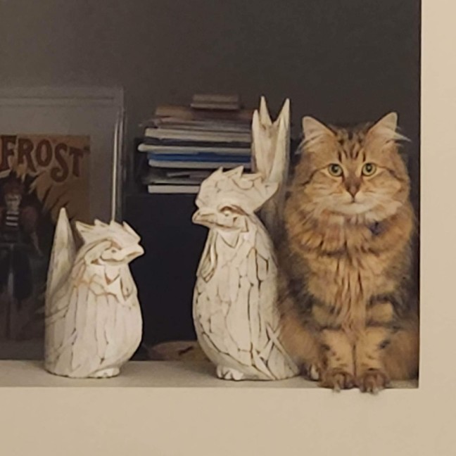 Sweetie (Assisted rehome) - Female Domestic Long Hair (DLH) Cat in VIC ...